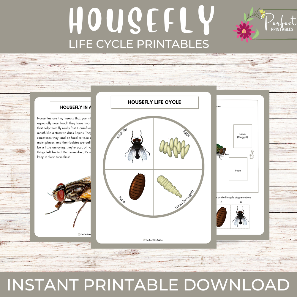 Life Cycle of a Monkey Worksheet- Animal Science Unit Study With Fun ...