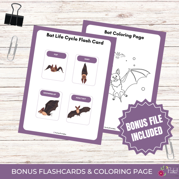 Life Cycle of a Bat Worksheet - Animal Science Unit Study With Fun ...