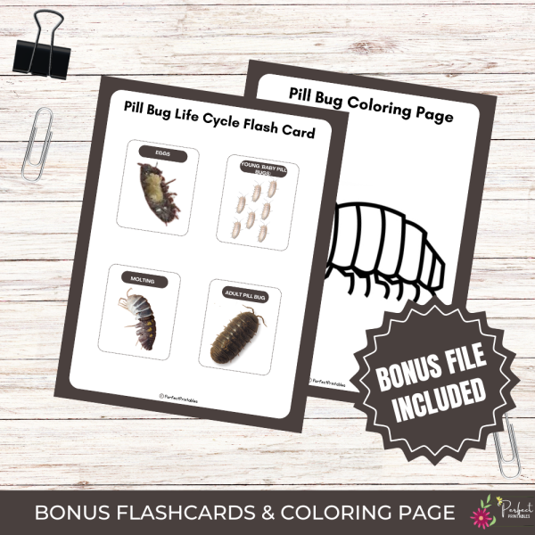 Life Cycle of a Pill Bug Worksheet- Roly Poly Unit Study With Fun Facts ...