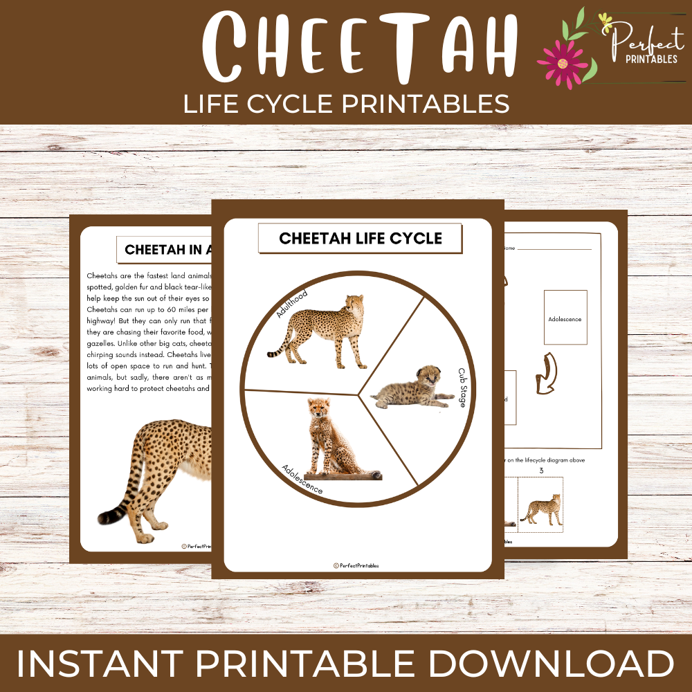 Life Cycle of a Monkey Worksheet- Animal Science Unit Study With Fun ...