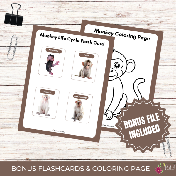 Life Cycle of a Monkey Worksheet- Animal Science Unit Study With Fun ...