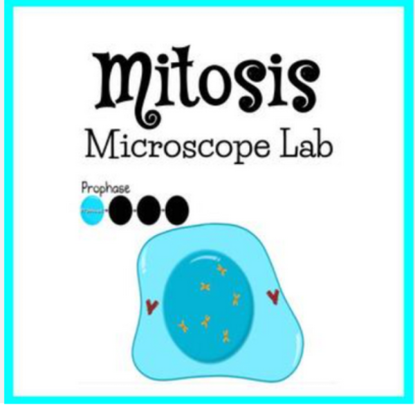 Mitosis VIRTUAL Microscope Cell Lab Google Slides Activity | Made By ...