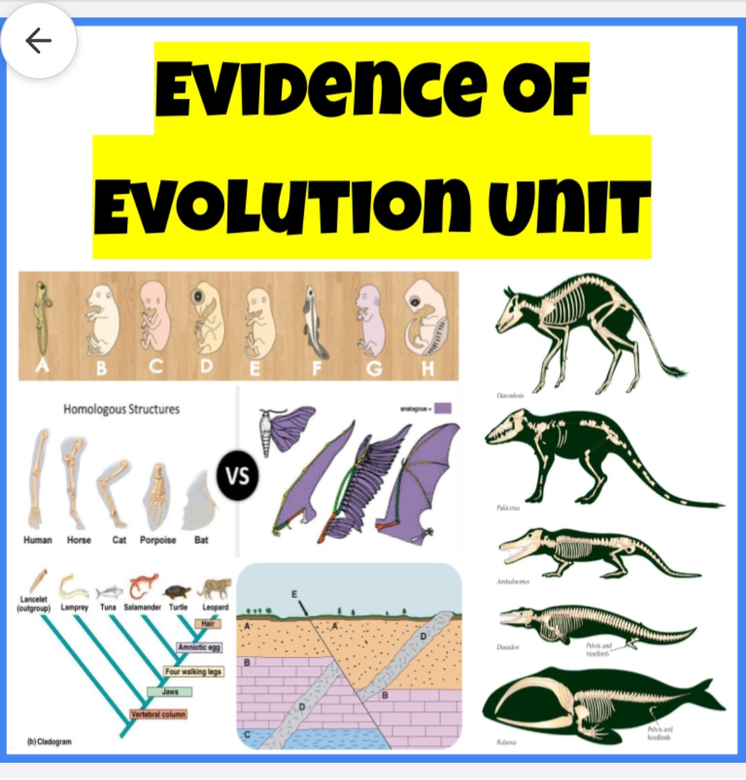 Evidence of Evolution Unit - Powerpoints, Interactive Notebooks ...