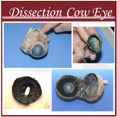 Dissection of a Cow Eye Quiz Powerpoint with Answer Key | Made By Teachers