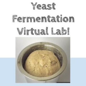 Yeast Fermentation VIRTUAL LAB Online Activity - Made By Teachers