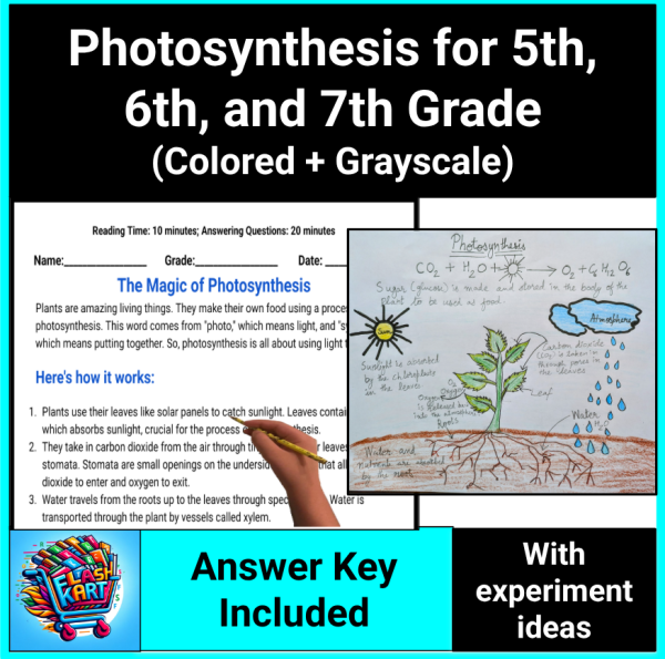 Photosynthesis Lesson, Worksheets, and Experiments for 5th, 6th, and ...
