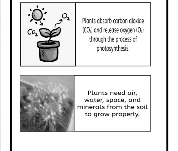 Photosynthesis Lesson, Worksheets, and Experiments for 5th, 6th, and ...