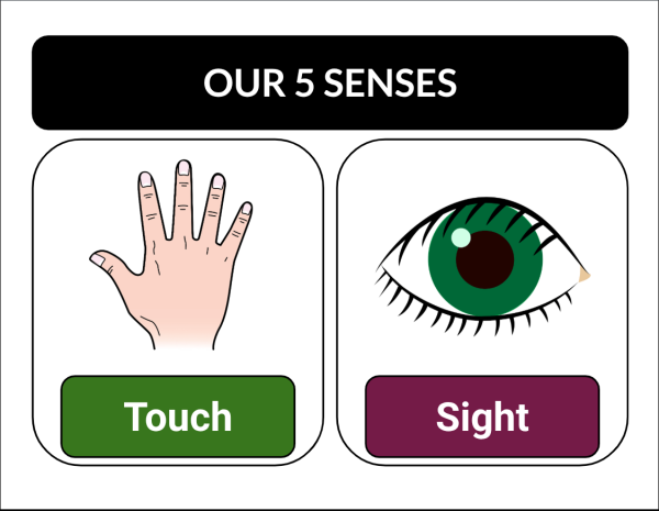 Our 5 Senses Lesson, Flash Cards, & Conversation For Kindergarten ...