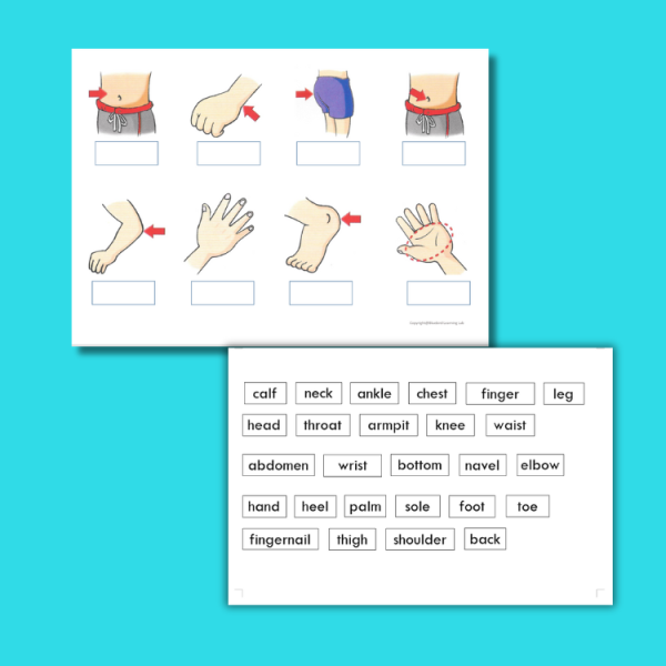 Interactive adapted Book| Body Parts Speech Therapy | Autism & Special ...