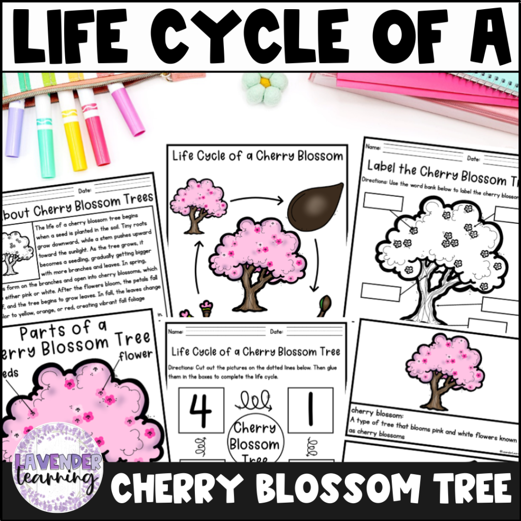 Life Cycle of a Cherry Blossom Tree Activities, Worksheets, Booklet ...