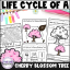 Life Cycle of a Cherry Blossom Tree Activities, Worksheets, Booklet ...