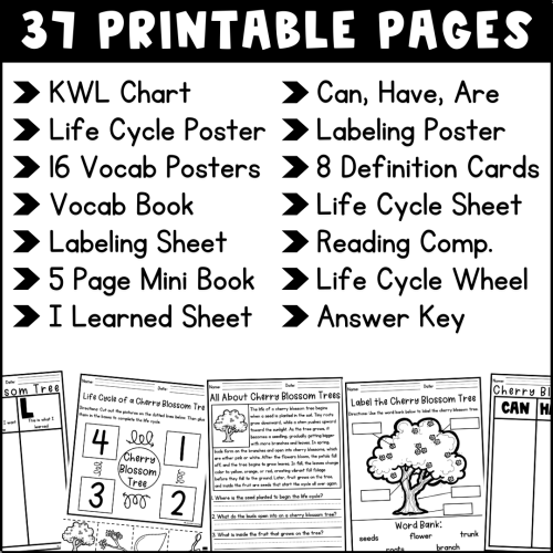 Life Cycle of a Cherry Blossom Tree Activities, Worksheets, Booklet ...