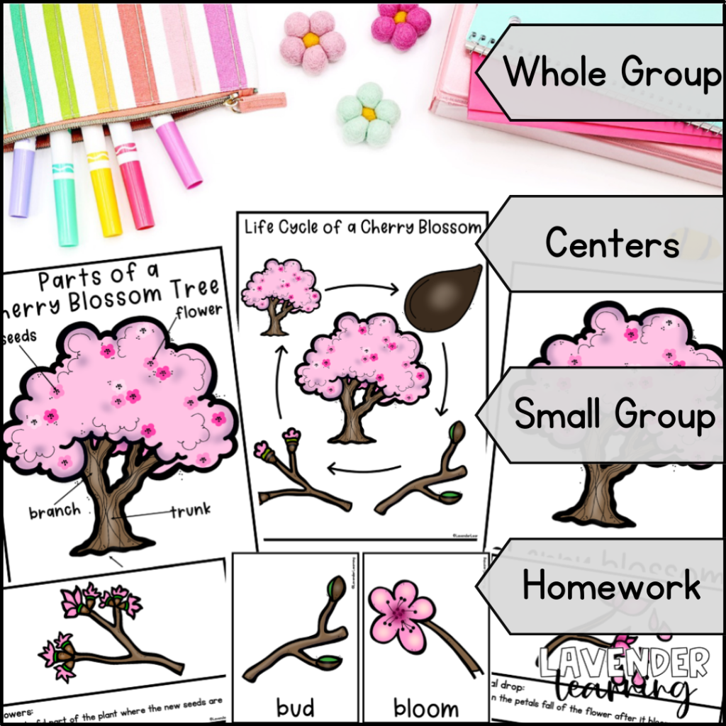 Life Cycle of a Cherry Blossom Tree Activities, Worksheets, Booklet ...