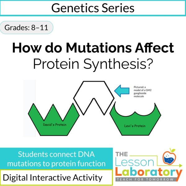 How Do Mutations Affect Protein Synthesis? | DNA to Trait Investigation ...